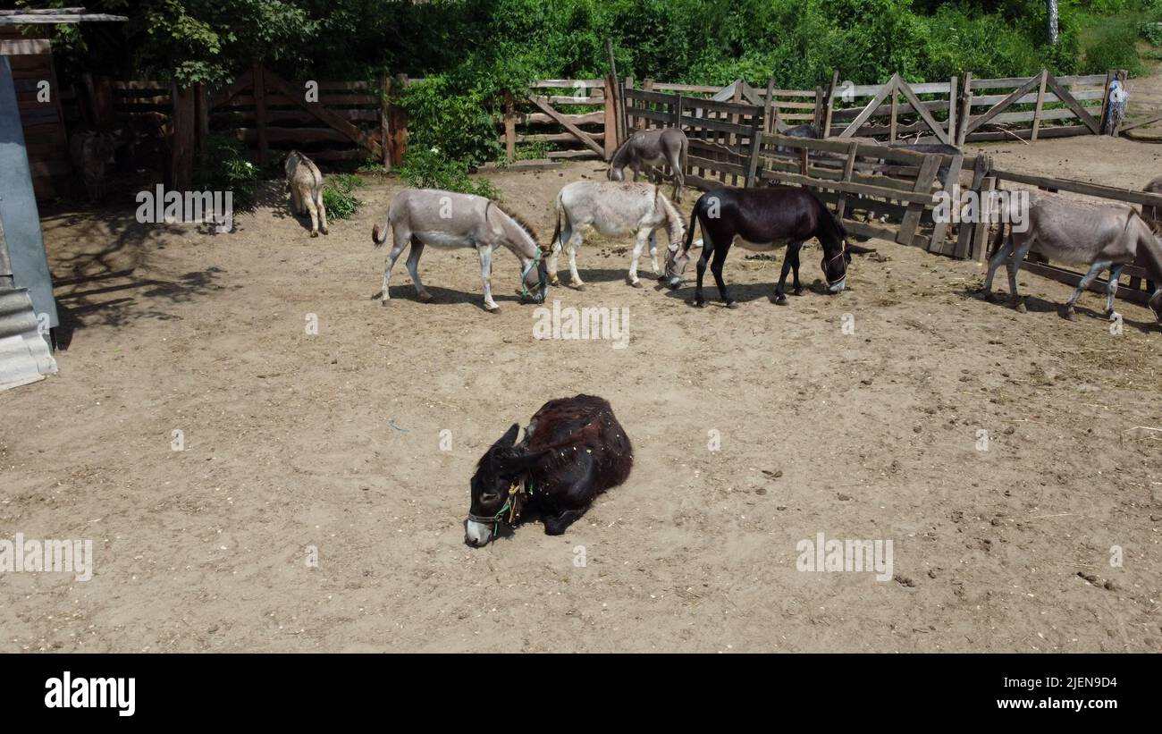 Donkey farm. Aerial drone view flight over many donkeys standing and ...