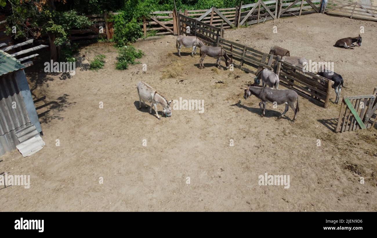 Donkey farm. Aerial drone view flight over many donkeys in corral on ...