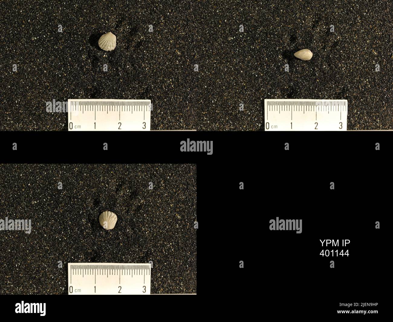 Orthis plectorthis ella hall animalia hi-res stock photography and ...