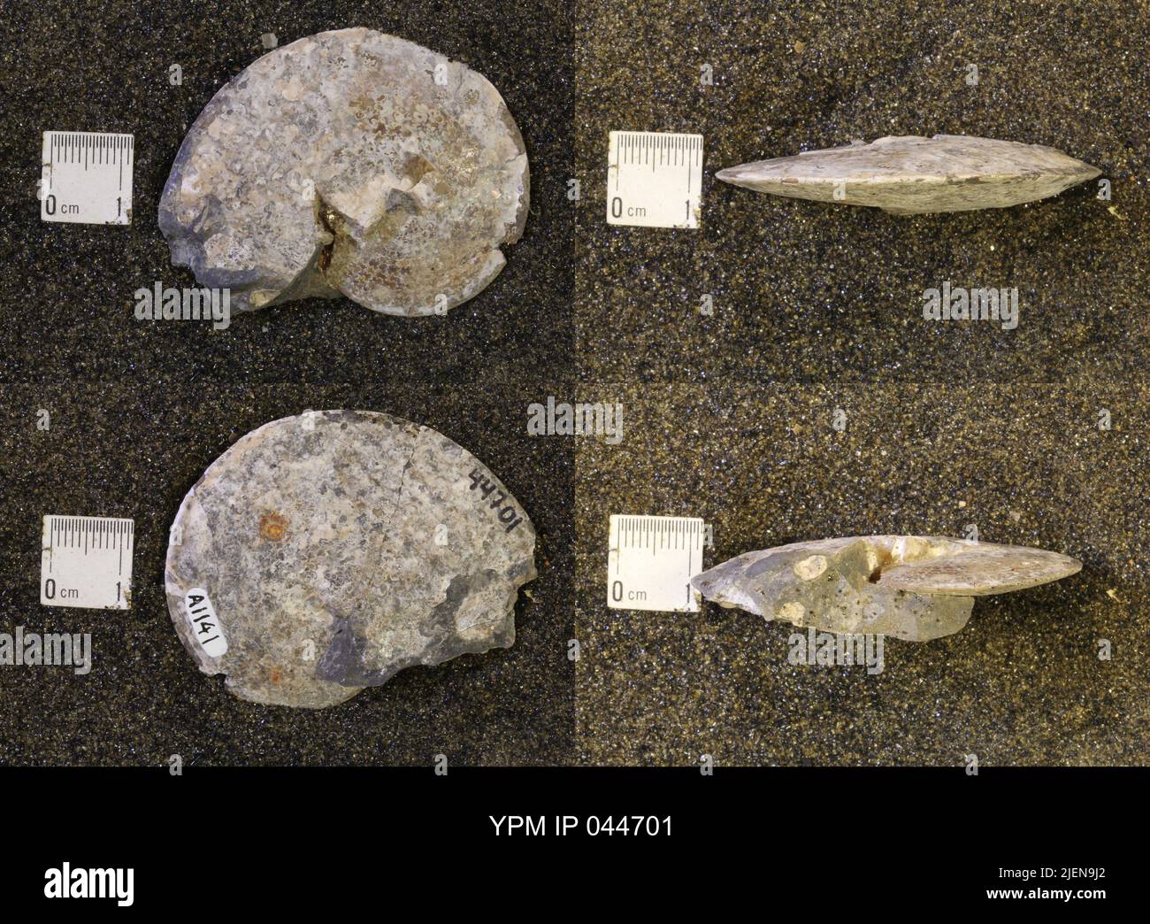 Sphenodiscus lenticularis (Owen Stock Photo - Alamy