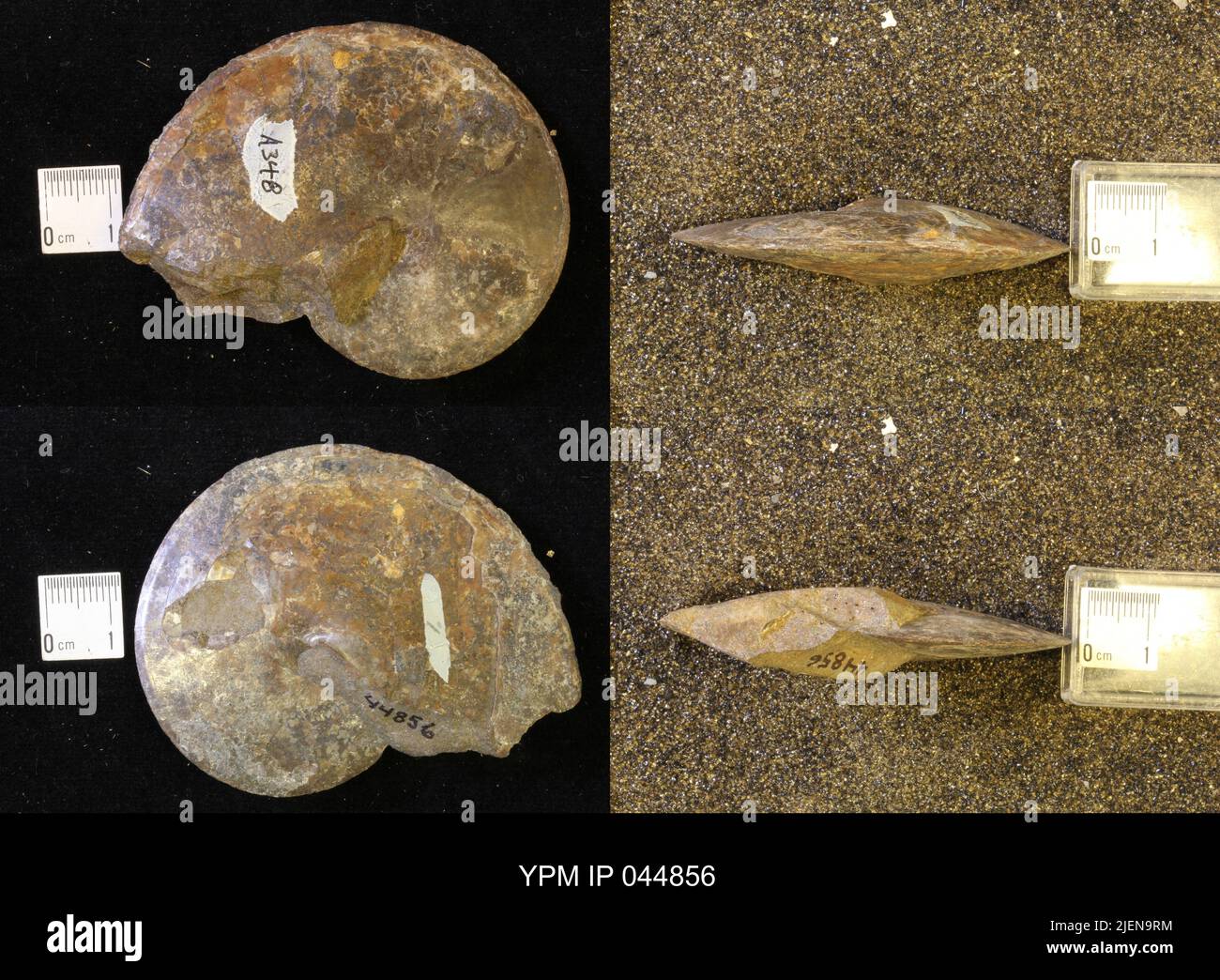 Sphenodiscus lenticularis (Owen Stock Photo - Alamy