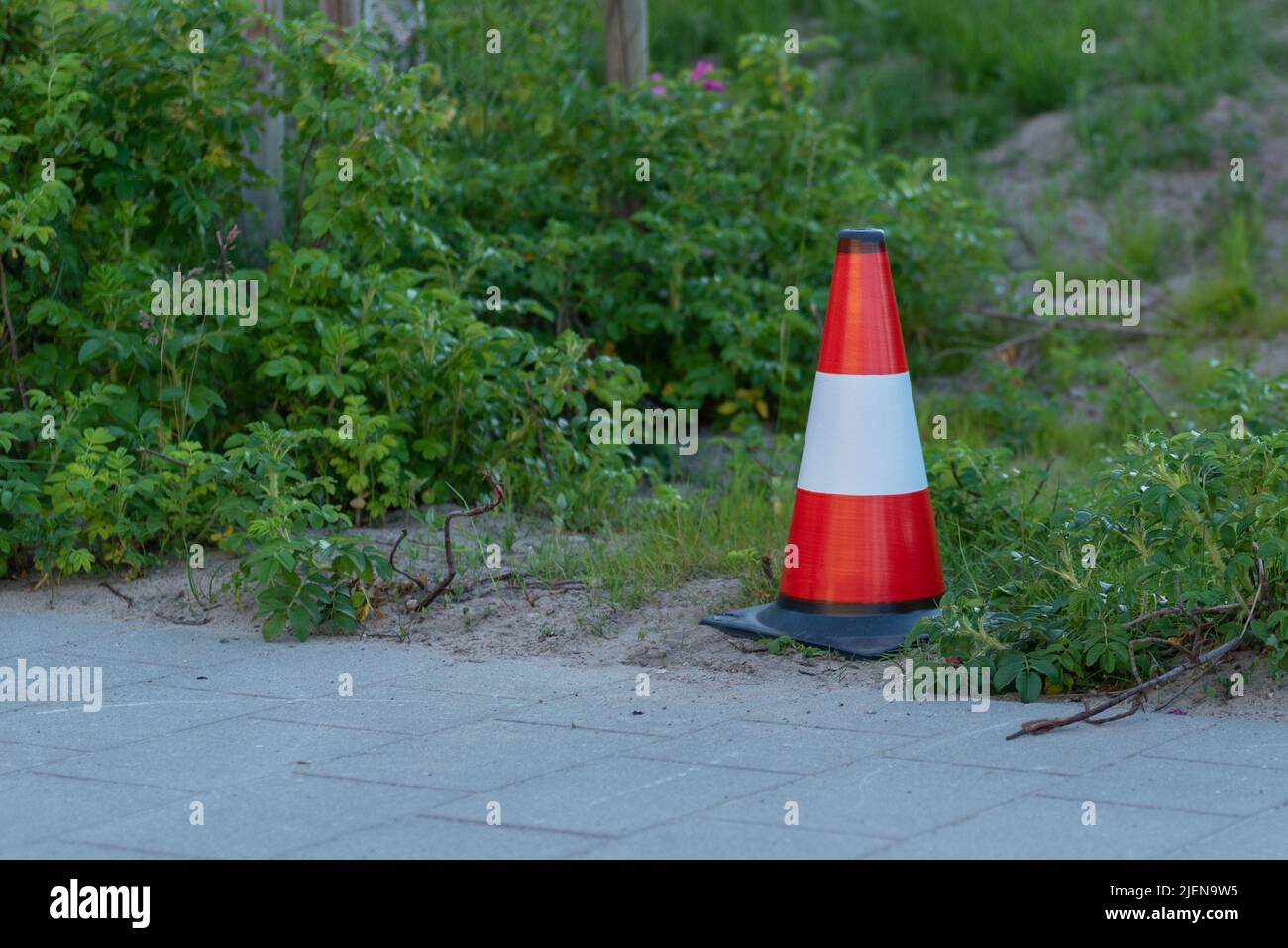 road cone in the forest Stock Photo - Alamy