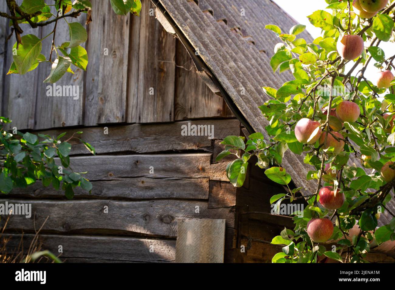 intricate ornamental sculpture of old apple branches tree next to a ...