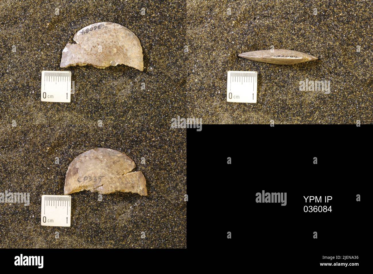 Sphenodiscus sp hi-res stock photography and images - Alamy