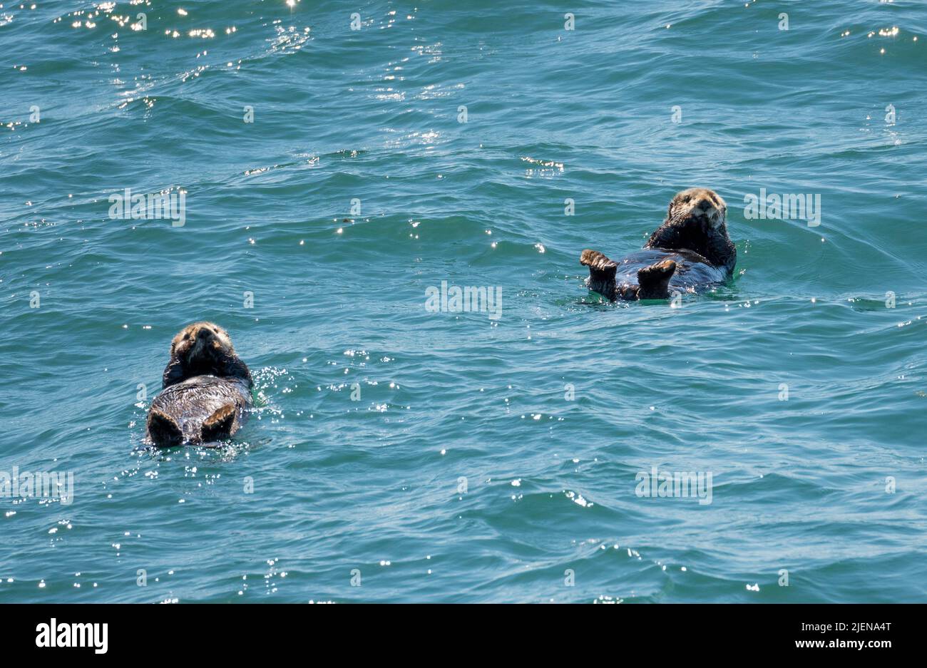 Fur covered sea otter floating in the icy water of Resurrection Bay ...
