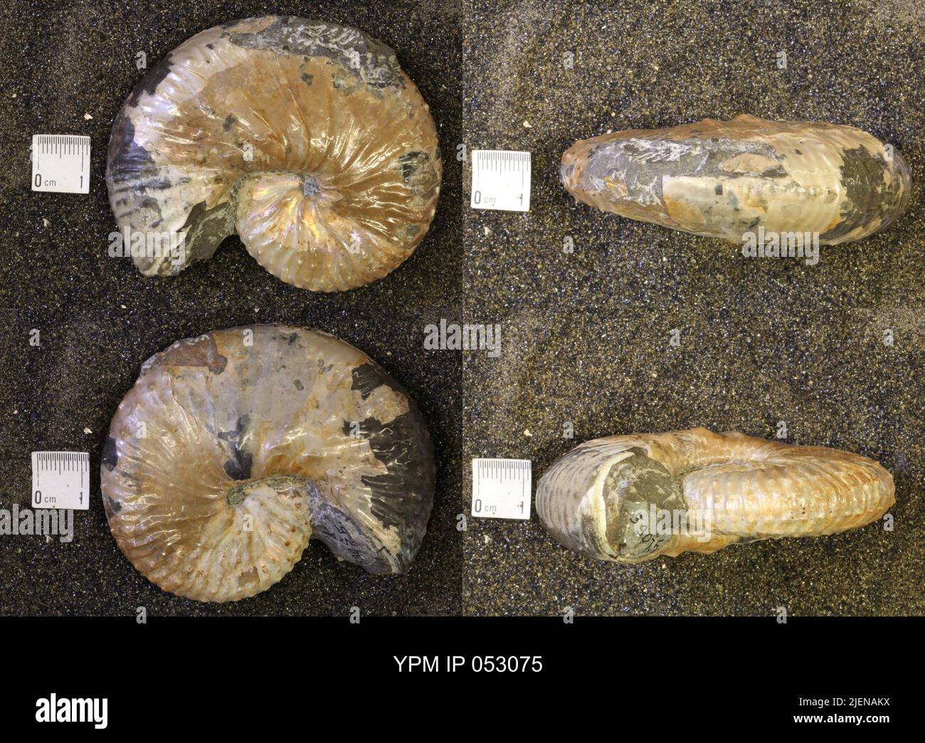 Discoscaphites conradi (Morton Stock Photo - Alamy