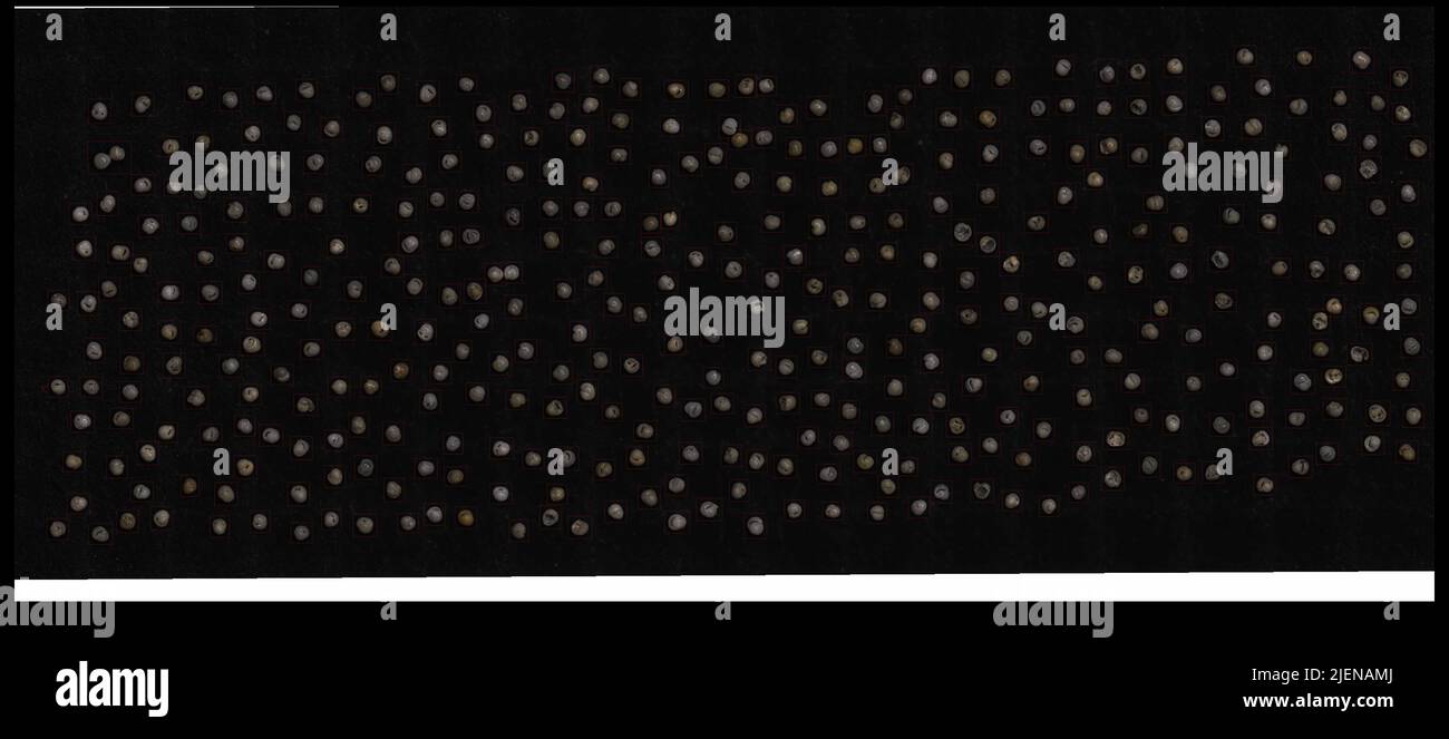1865 protista hi-res stock photography and images - Alamy
