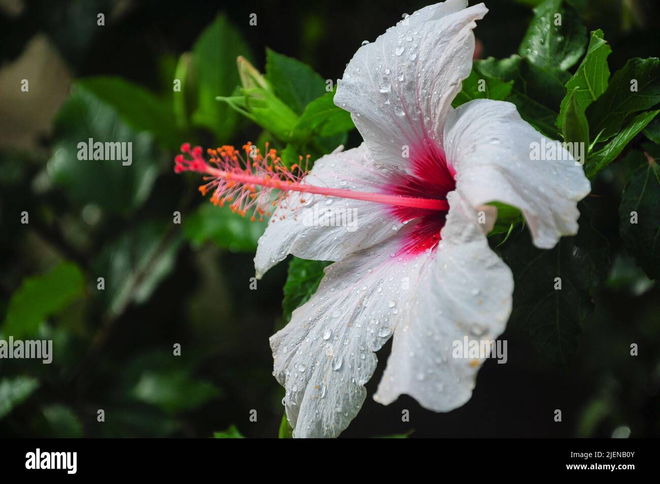Micro colonia hi-res stock photography and images - Alamy