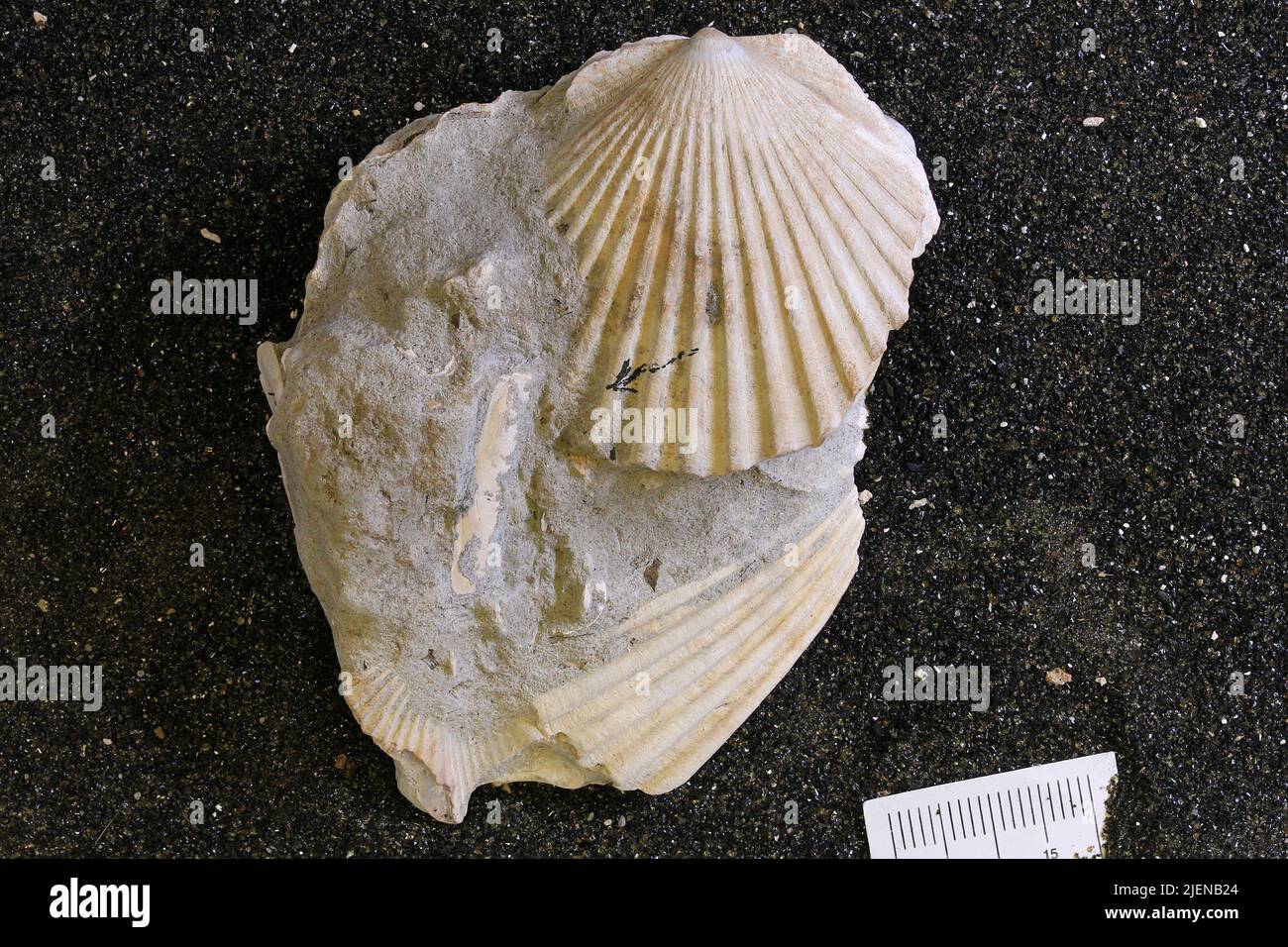 Ensis directus conrad hi-res stock photography and images - Alamy
