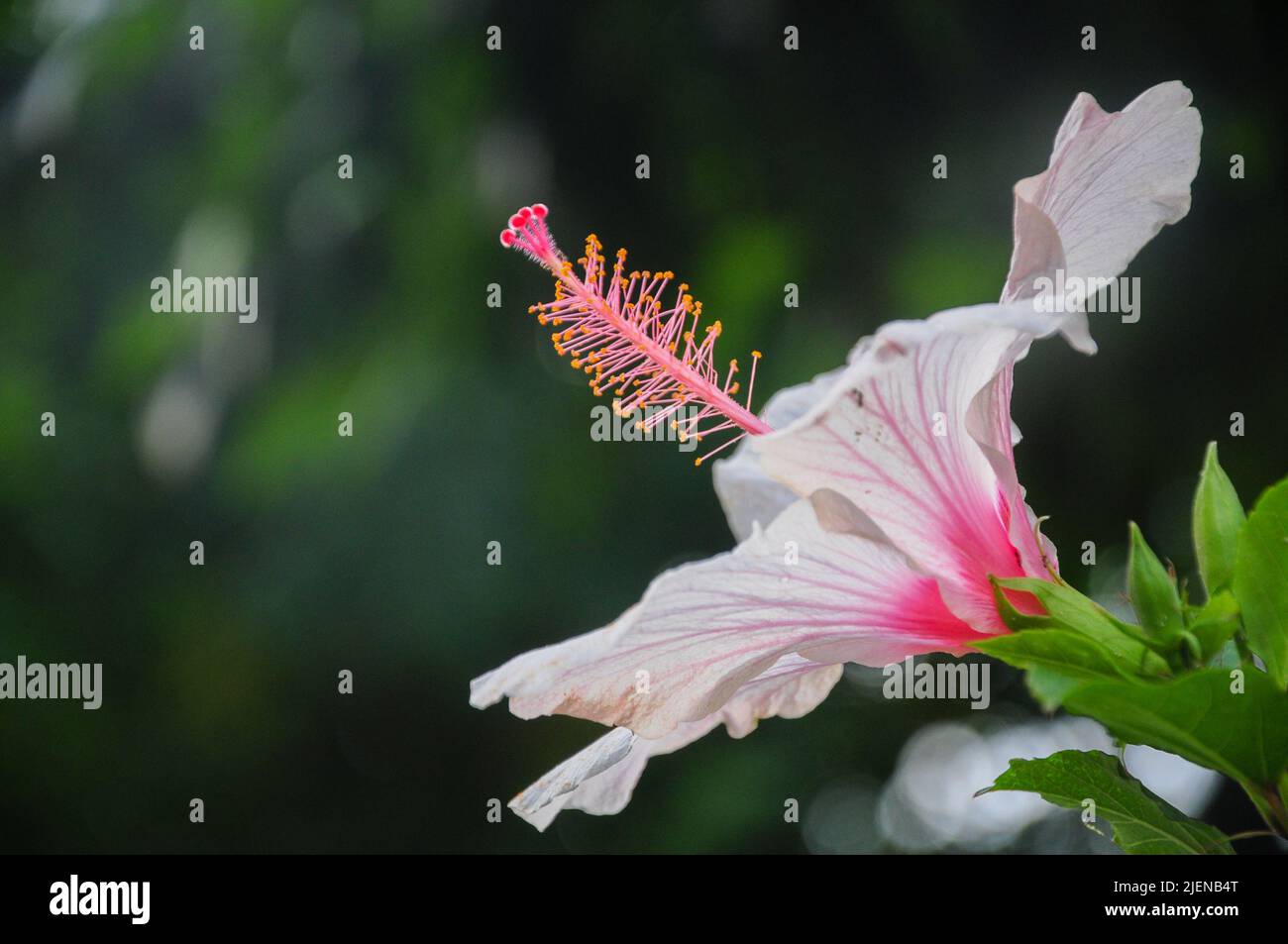 Micro colonia hi-res stock photography and images - Alamy