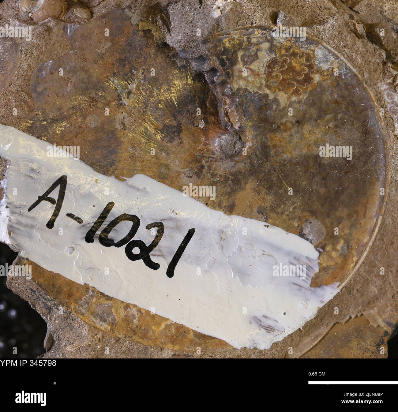 Sphenodiscus hi-res stock photography and images - Alamy