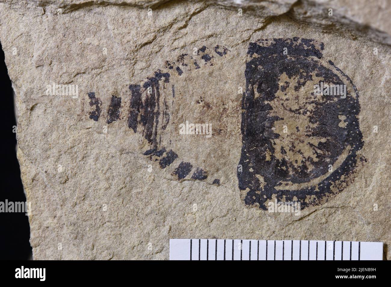 2005 animalia hi-res stock photography and images - Alamy