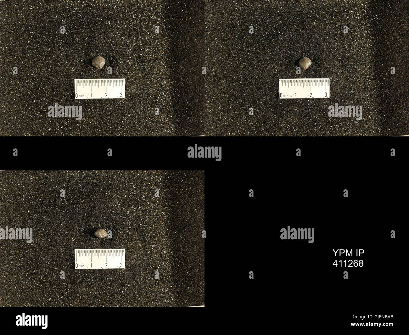 Squamularia perplexa mcchesney animalia High Resolution Stock ...