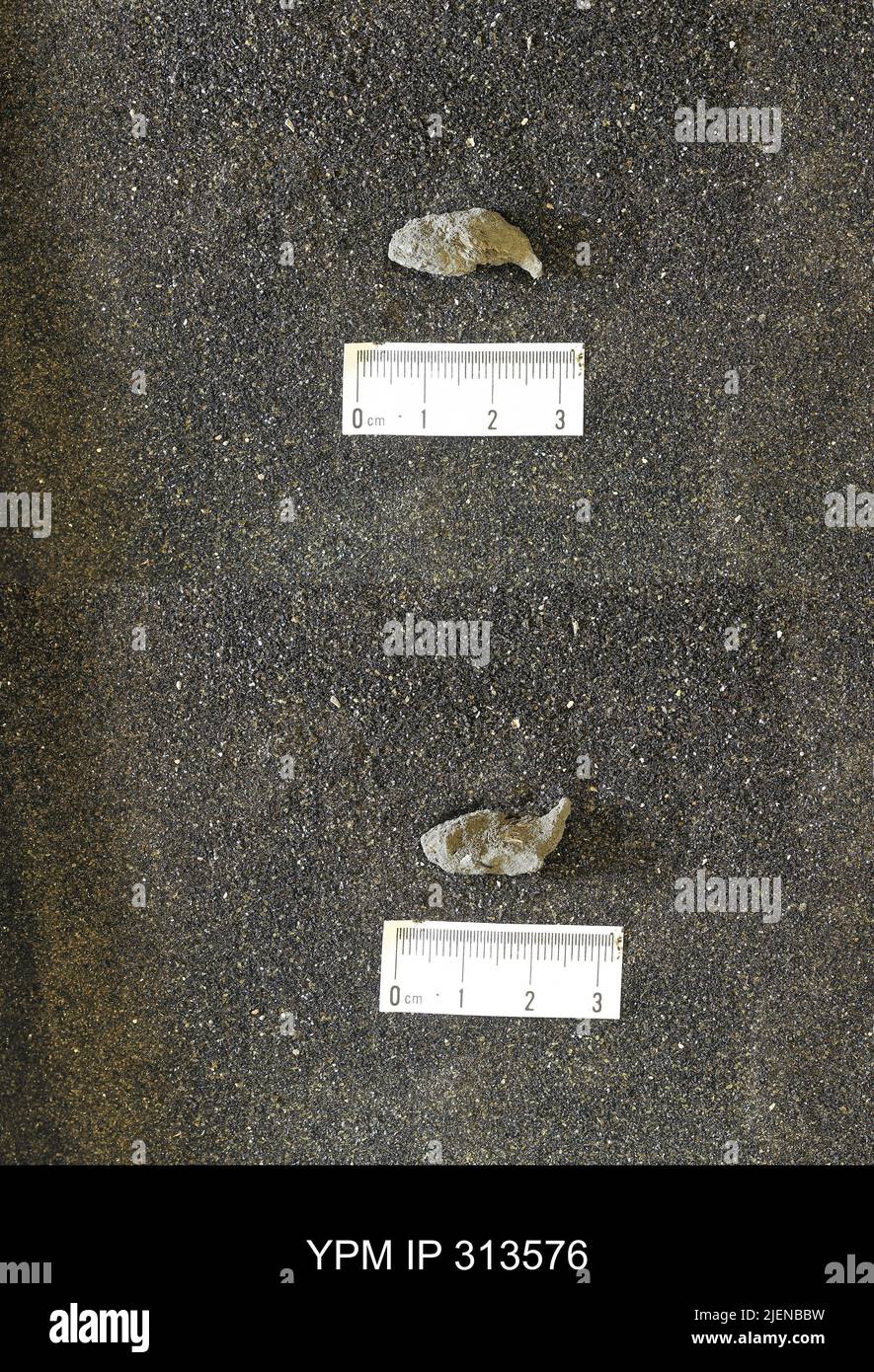 Lingula sp animalia hi-res stock photography and images - Alamy