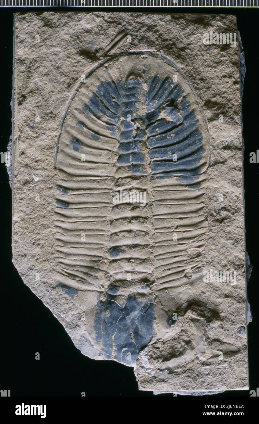 Olenoides serratus (Rominger Stock Photo - Alamy