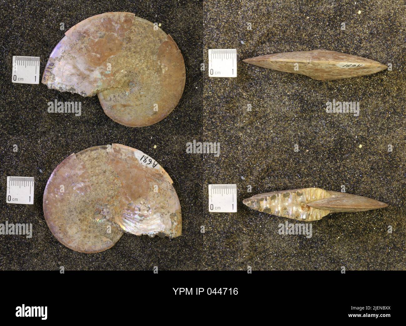 Sphenodiscus lenticularis (Owen Stock Photo - Alamy