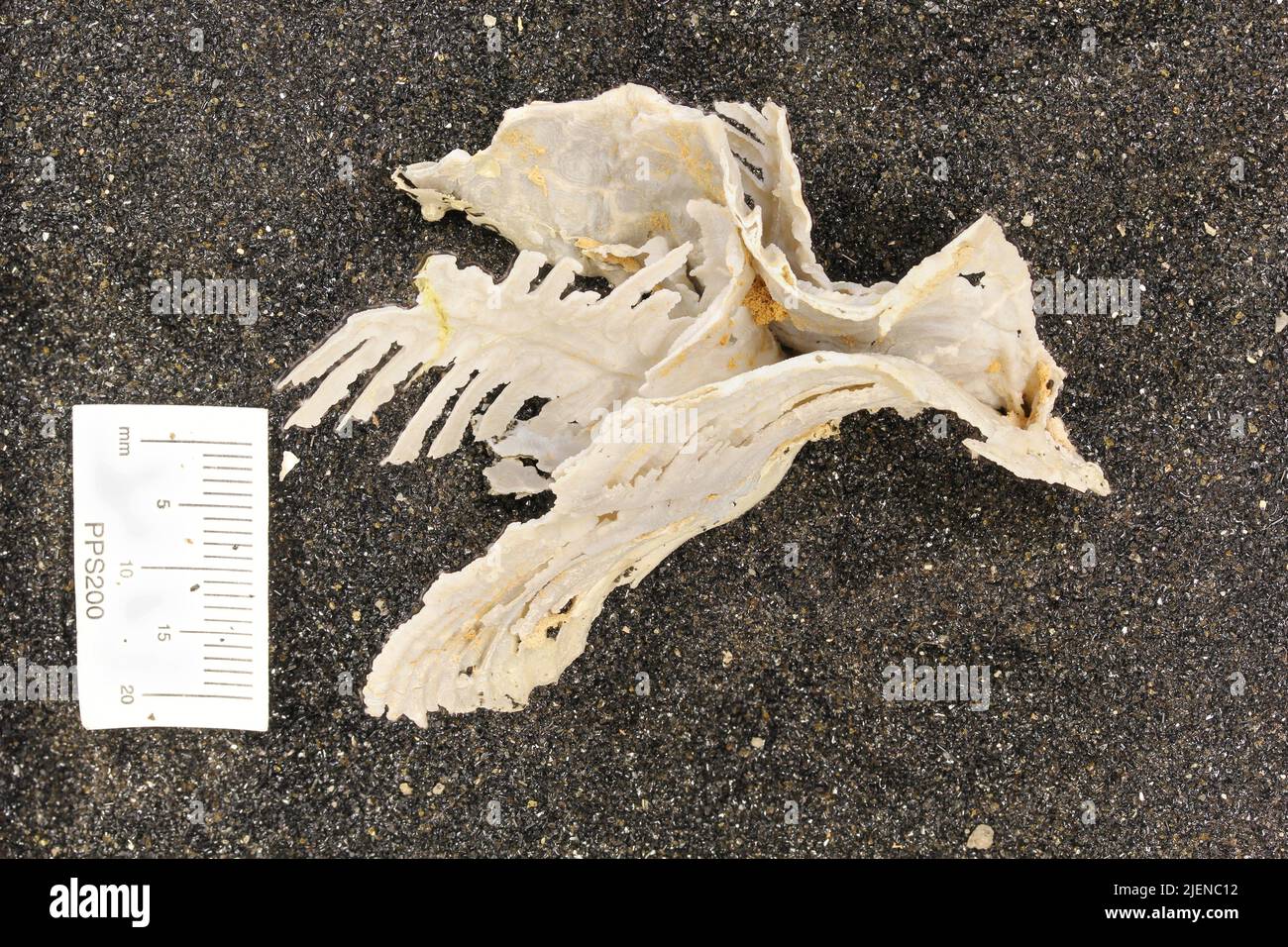 Leptodus nobilis americanus Girty Stock Photo - Alamy