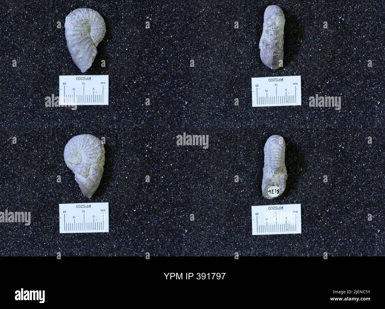 Scaphites whitfieldi Cobban Stock Photo - Alamy