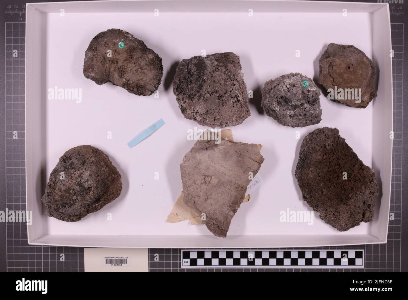 mixed taxa, stratigraphic collection. accn: 3194 Stock Photo - Alamy