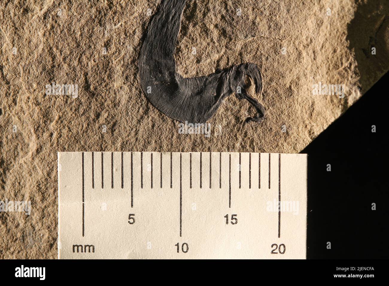 Lecthaylus gregarius weller animalia hi-res stock photography and ...