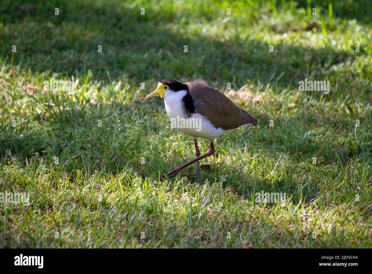 Close-up of an Australian Masked Lapwing (Vanellus miles) in Sydney ...