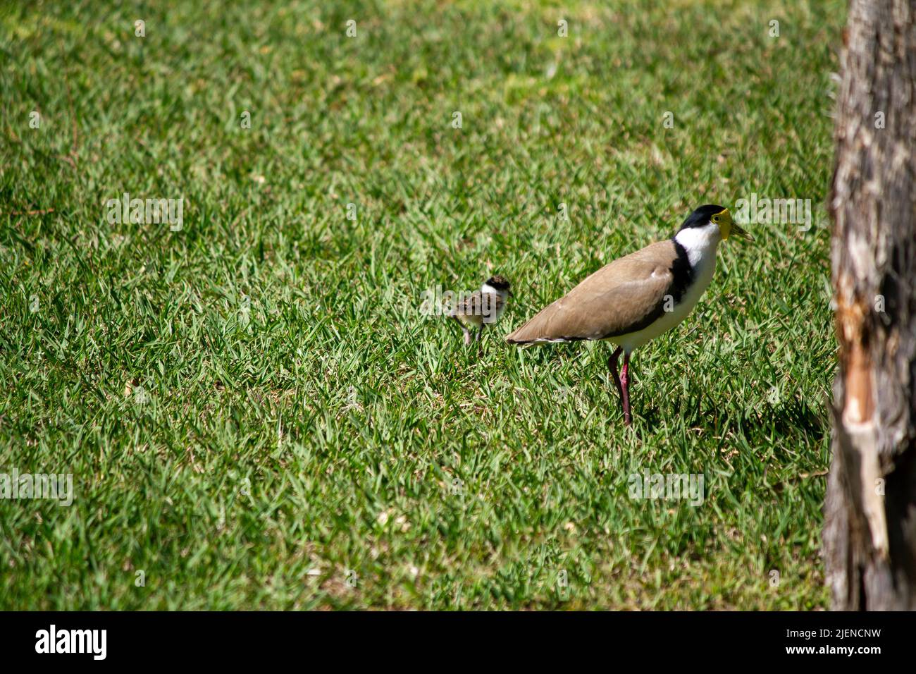 An Australian Masked Lapwing (Vanellus miles) with a chick in Sydney ...