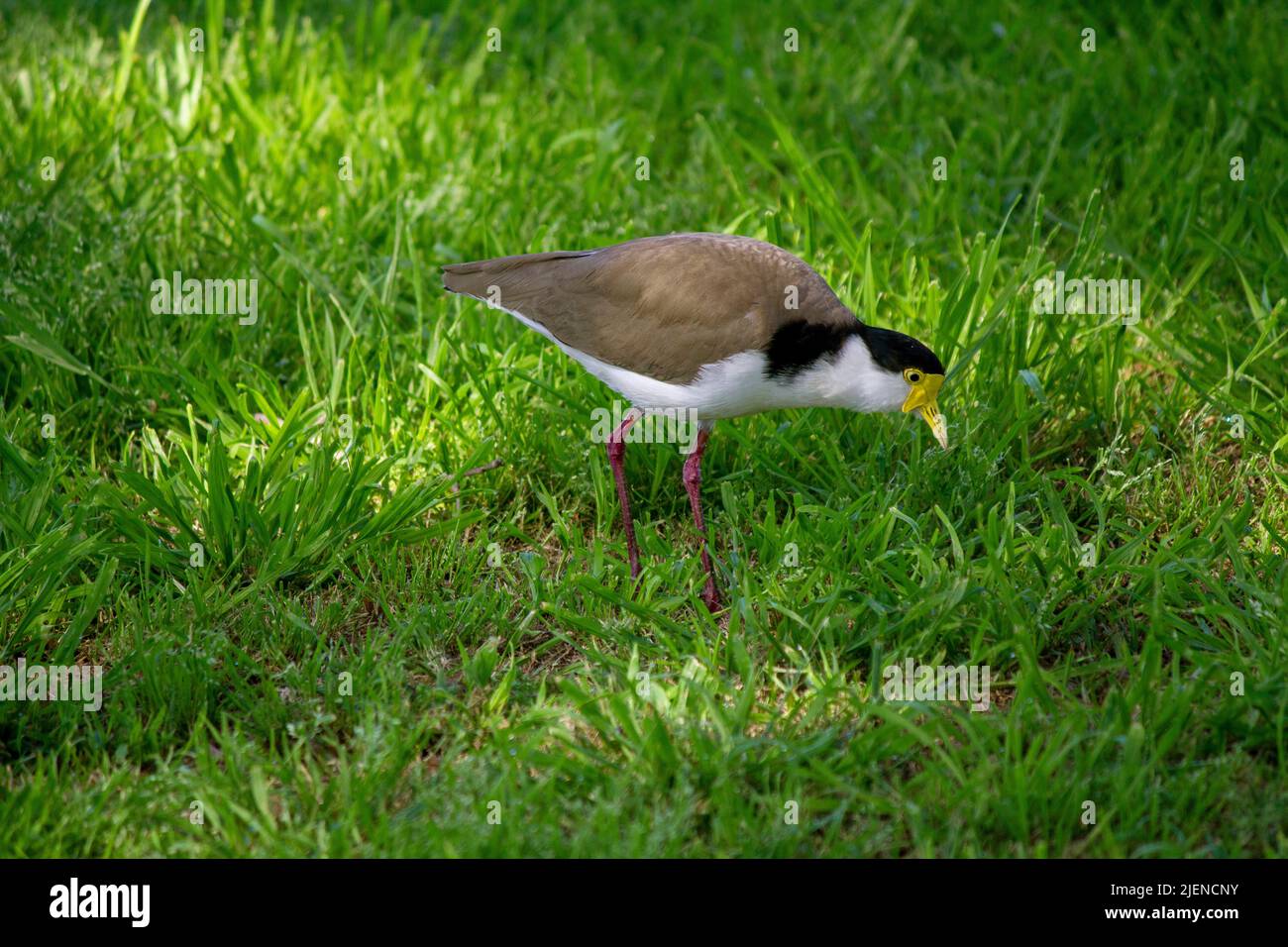 Close-up of an Australian Masked Lapwing (Vanellus miles) in Sydney ...