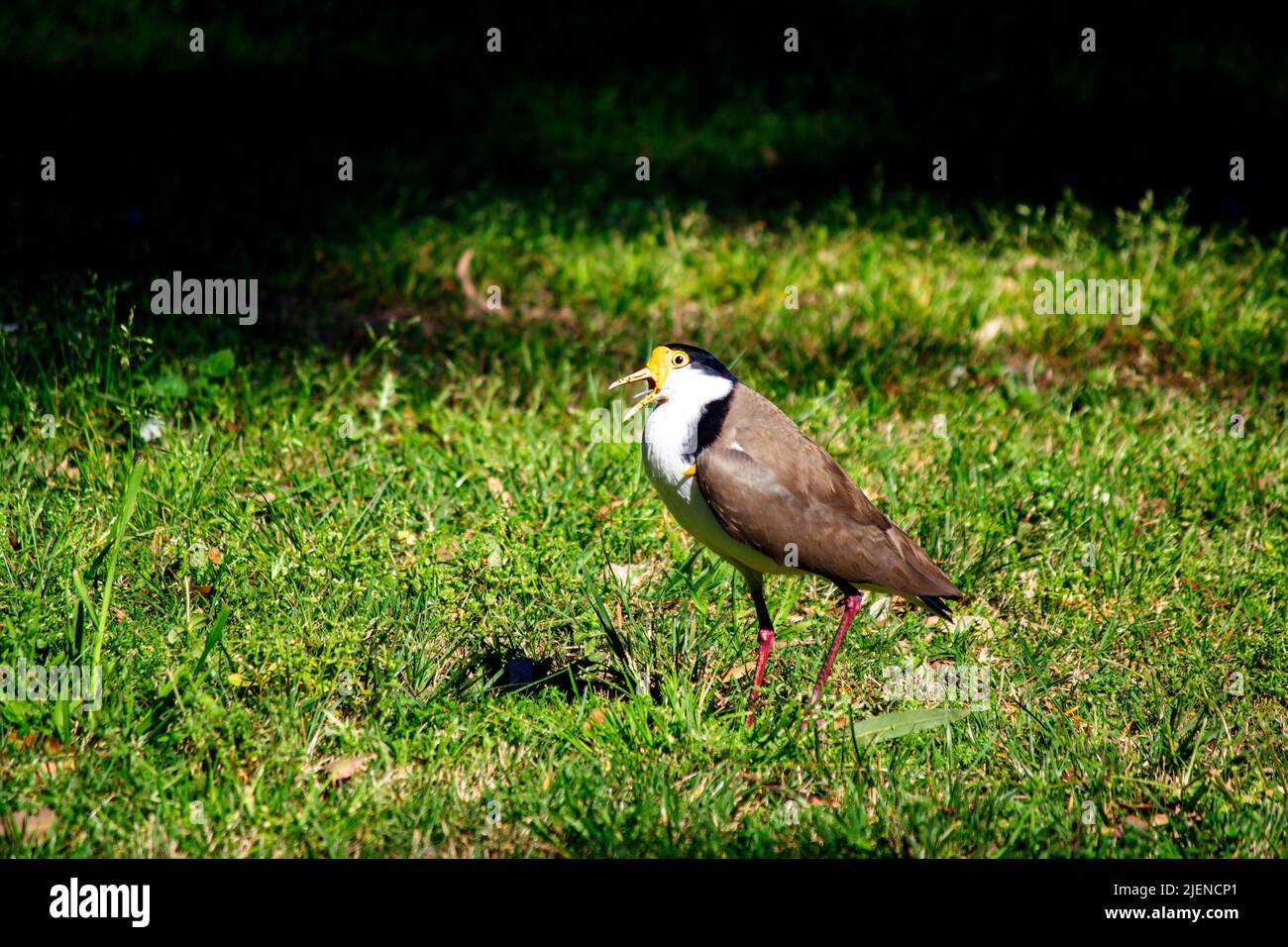 Close-up of an Australian Masked Lapwing (Vanellus miles) in Sydney ...