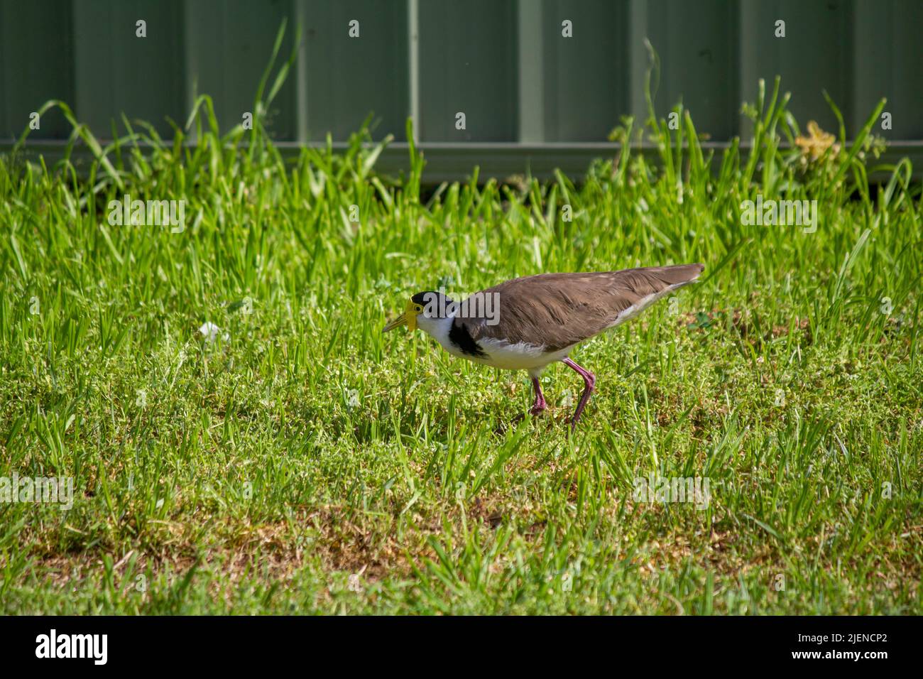 An Australian Masked Lapwing (Vanellus miles) in Sydney, NSW, Australia ...