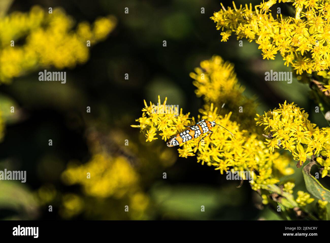 Ailanthus Webworm Moth (Atteva aurea) on Tall Goldenrod Stock Photo - Alamy