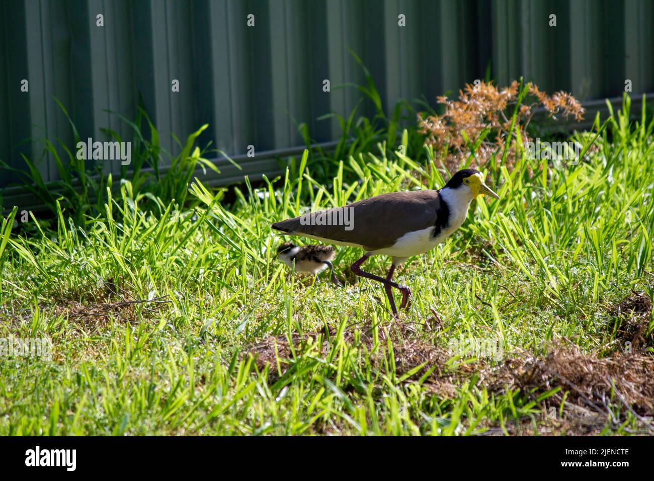 An Australian Masked Lapwing (Vanellus miles) with chick in Sydney, NSW ...