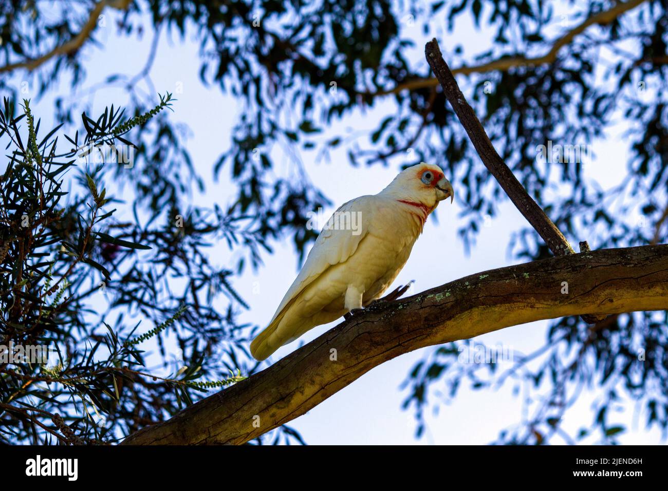 A Long-billed Corella ( Cacatua tenuirostris) perched on a tree in ...