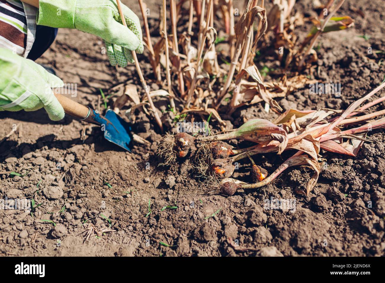 Gardener digging tulips bulbs out in summer garden using shovel. End of ...