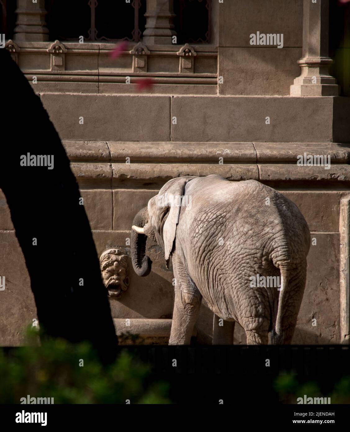 Old big elephant in the zoo Stock Photo - Alamy