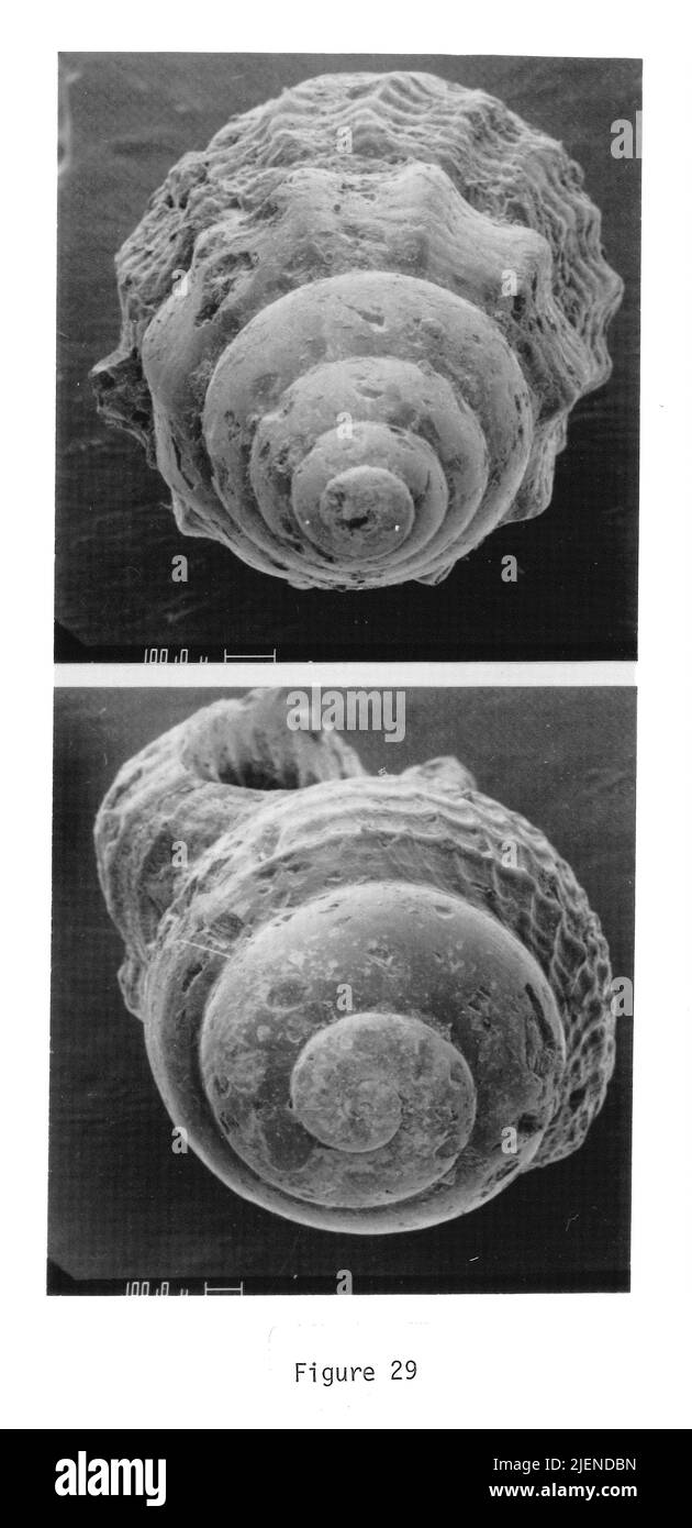 1926 animalia hi-res stock photography and images - Alamy