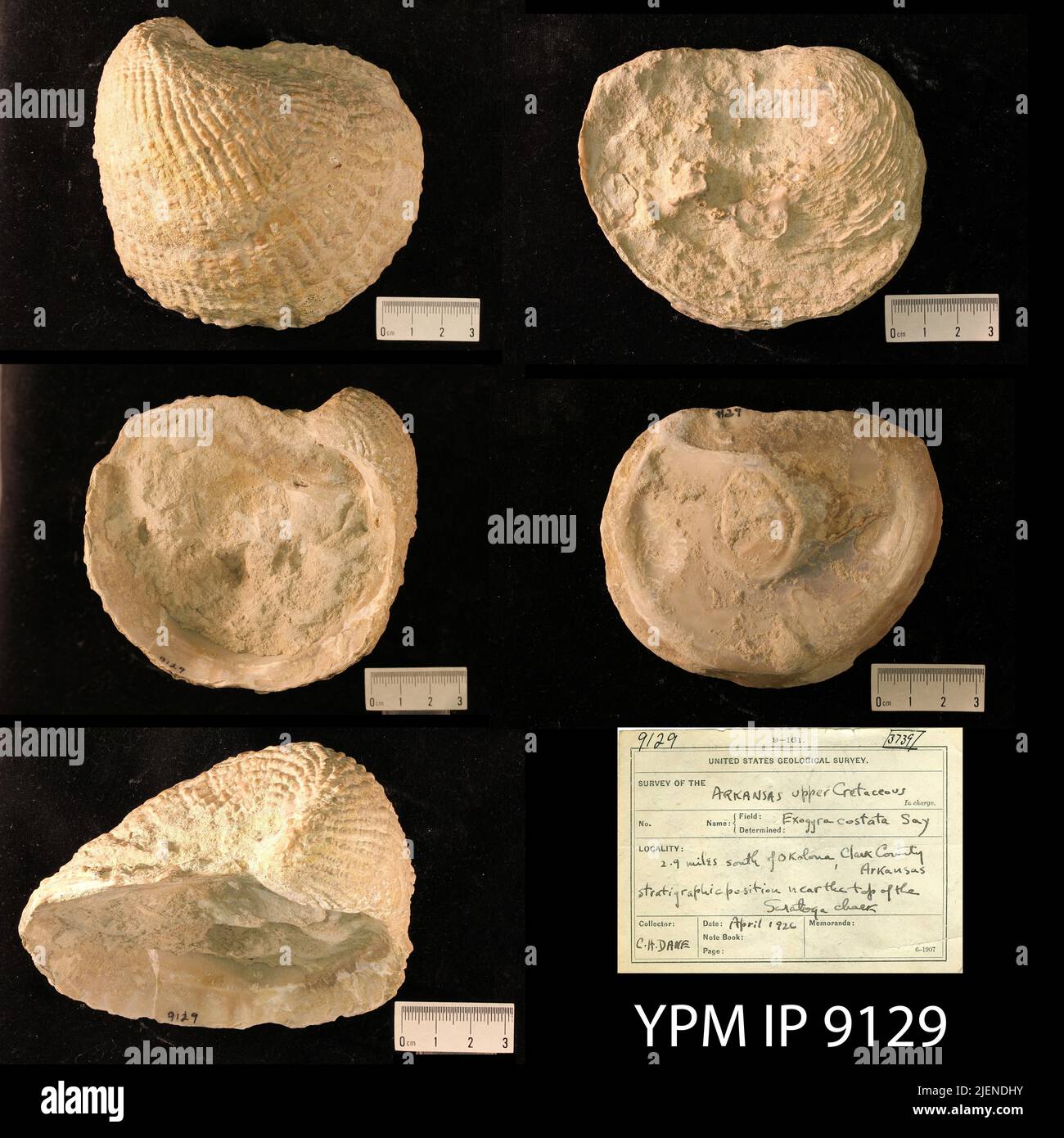 Exogyra costata say animalia hi-res stock photography and images - Alamy