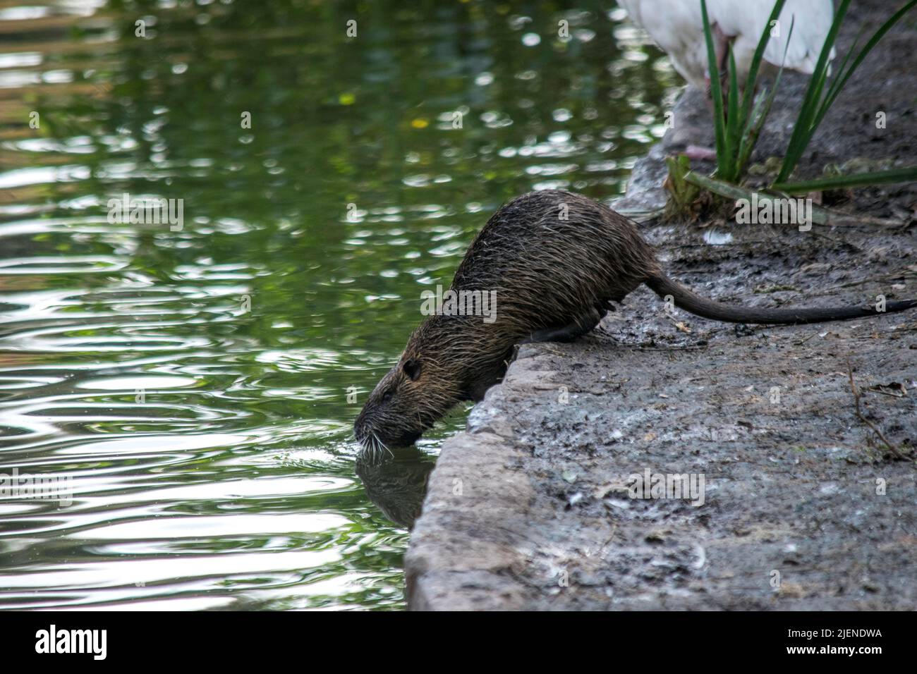 one otter on the riverbank Stock Photo - Alamy
