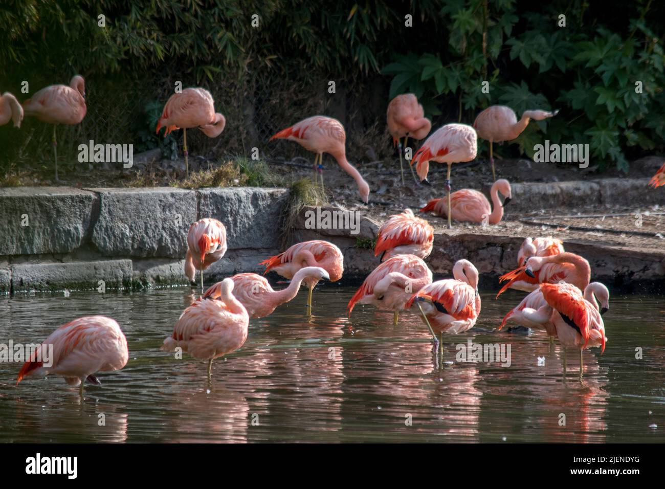 Flamingos on the lake hi-res stock photography and images - Alamy