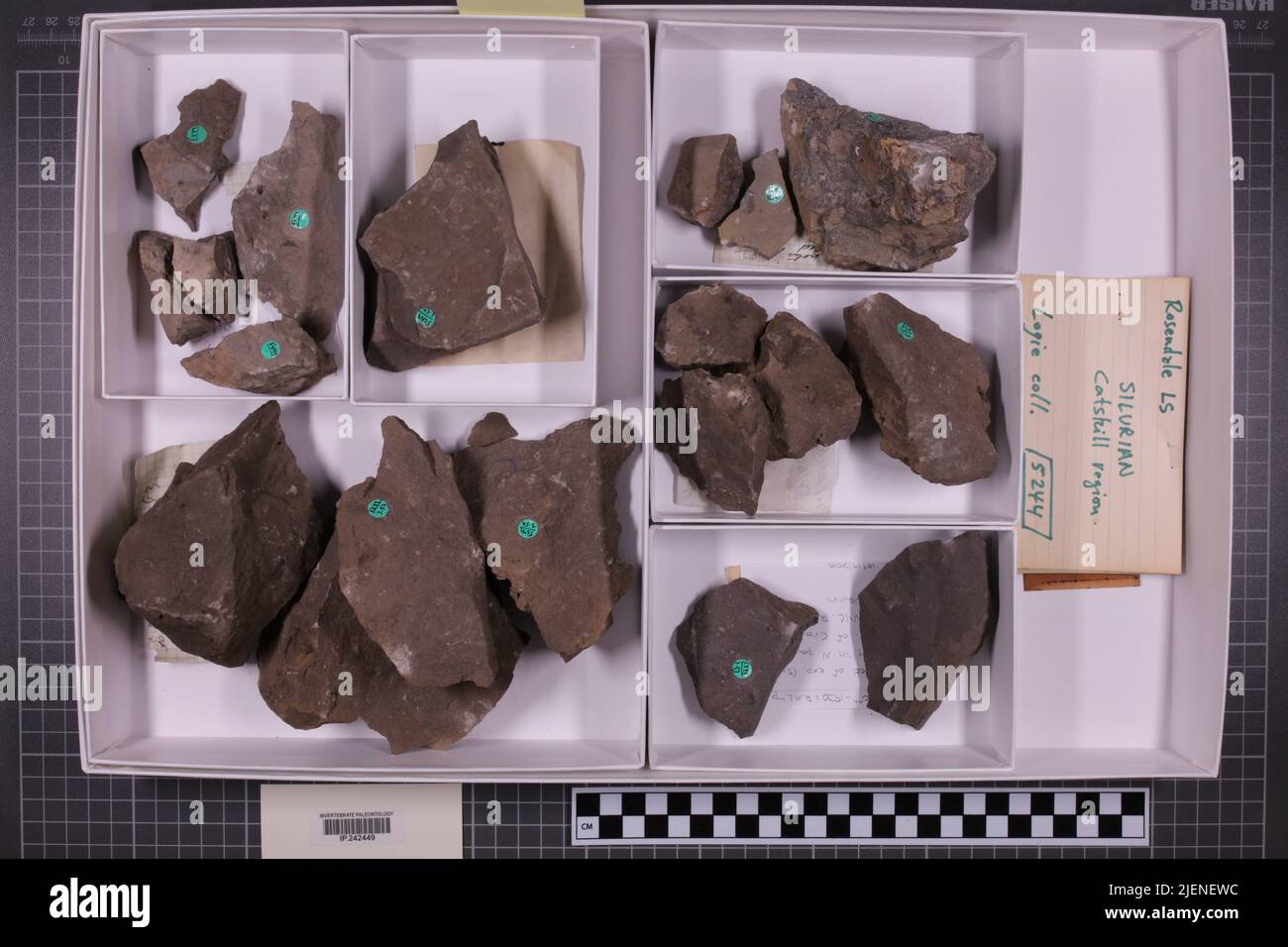 mixed taxa, stratigraphic collection. accn: 5244 Stock Photo - Alamy