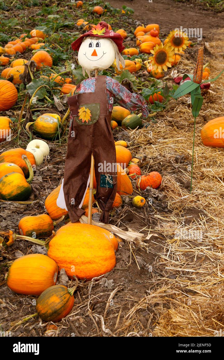 Scarecrow With Pumpkins Scarecrow With A Carved Pumpkin Head Watches