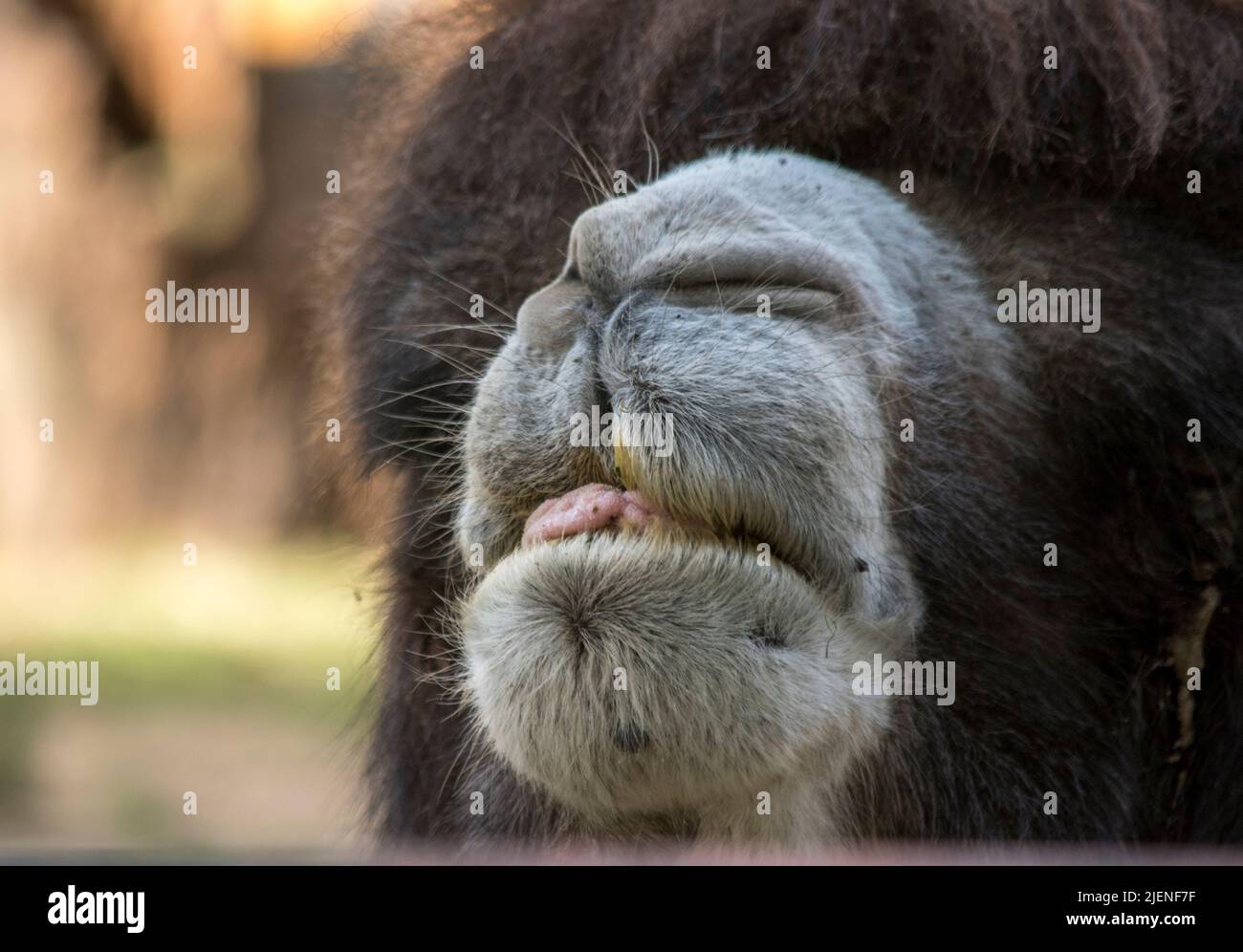 Dromedary camel face hi-res stock photography and images - Alamy