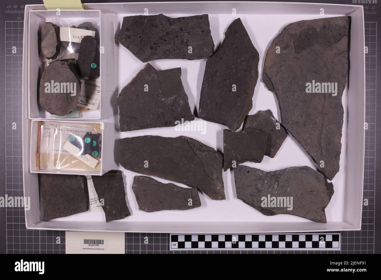 Pleistocene period fossils hi-res stock photography and images - Alamy