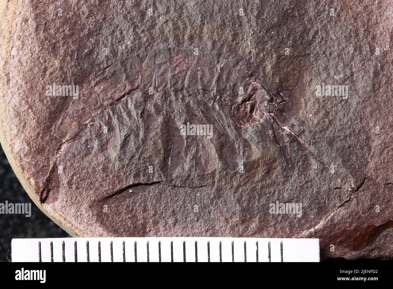 Palaeocaris typus Meek & Worthen Stock Photo - Alamy
