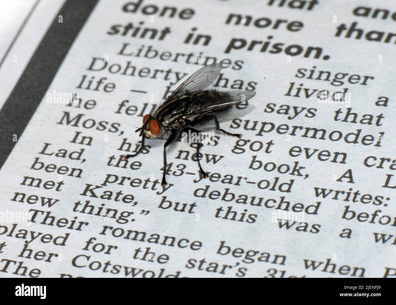 A Flesh Fly Resting on A Newspaper Stock Photo - Alamy
