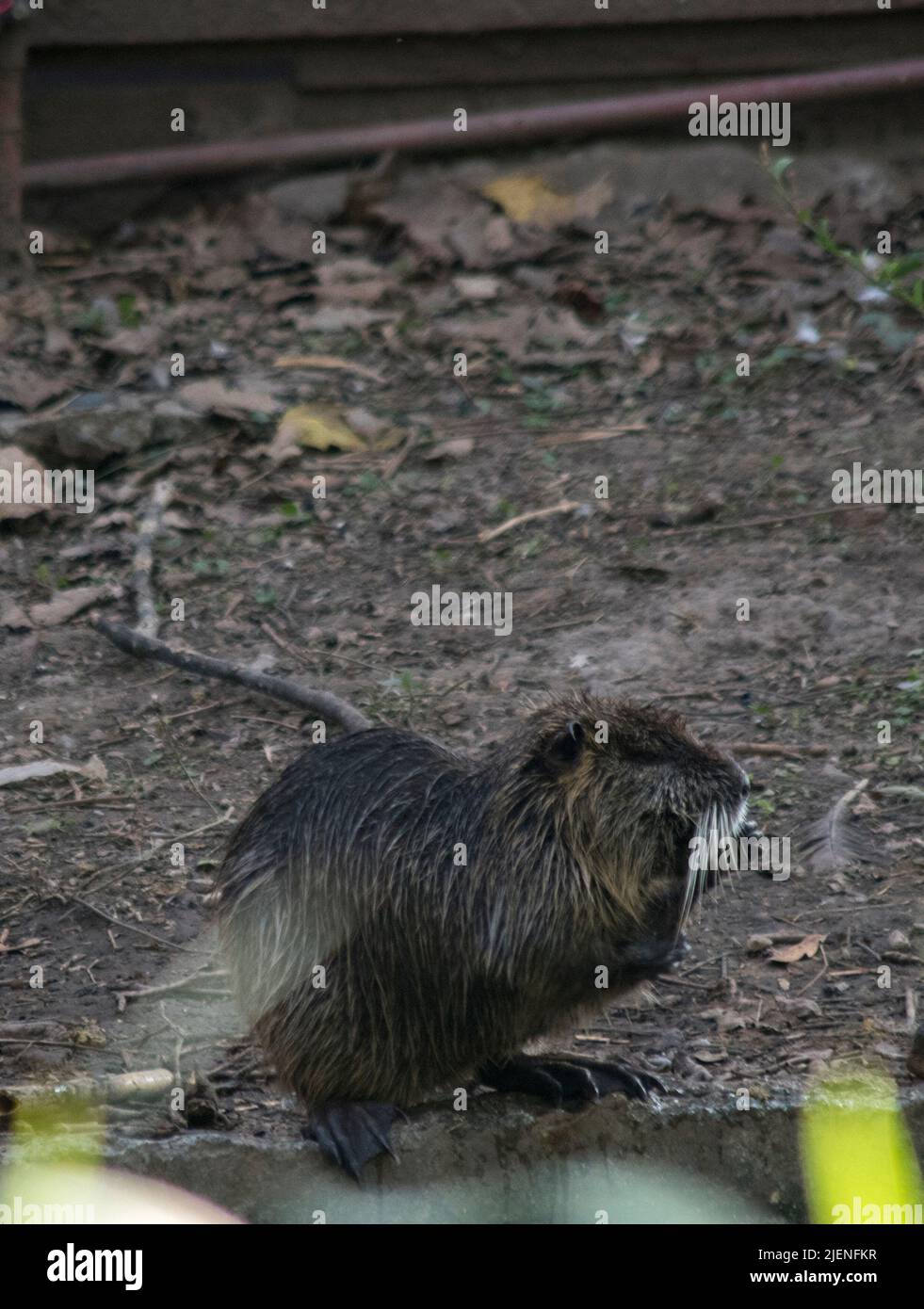 one otter on the riverbank Stock Photo - Alamy