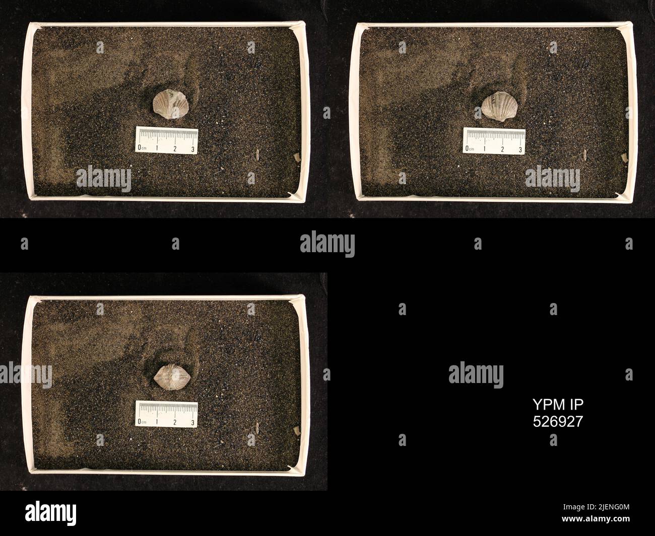 The pander hi-res stock photography and images - Alamy