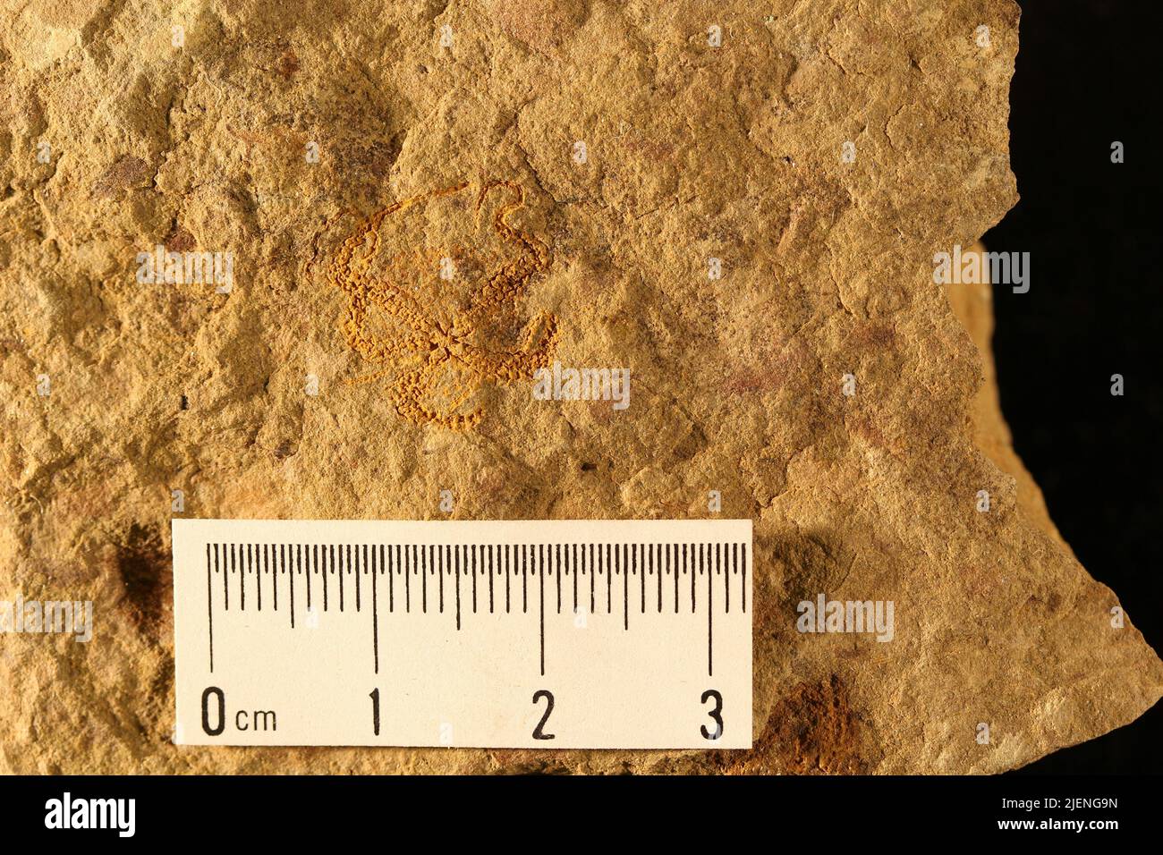 Ophiur hi-res stock photography and images - Alamy