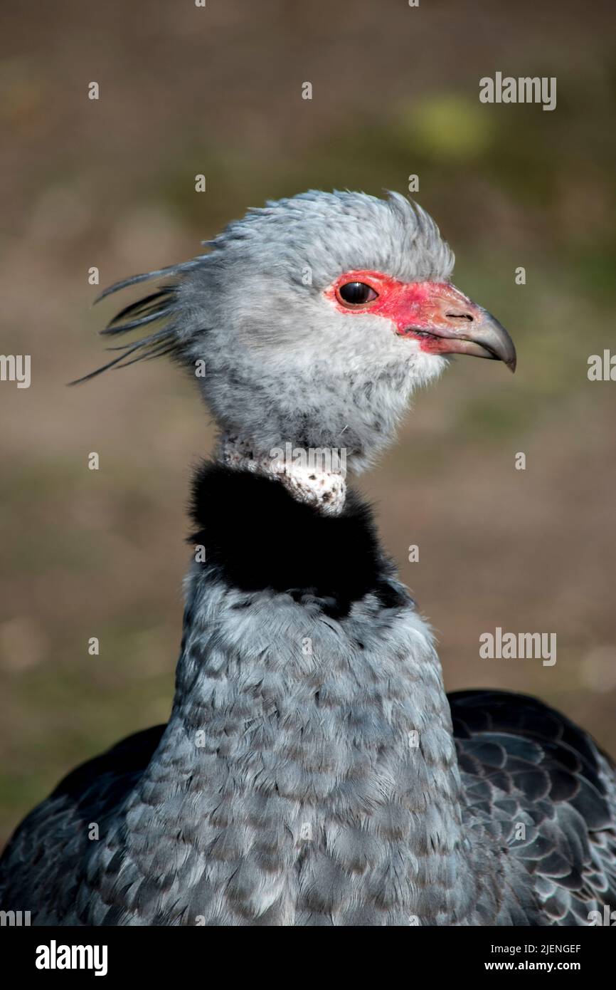 Chaja hi-res stock photography and images - Alamy