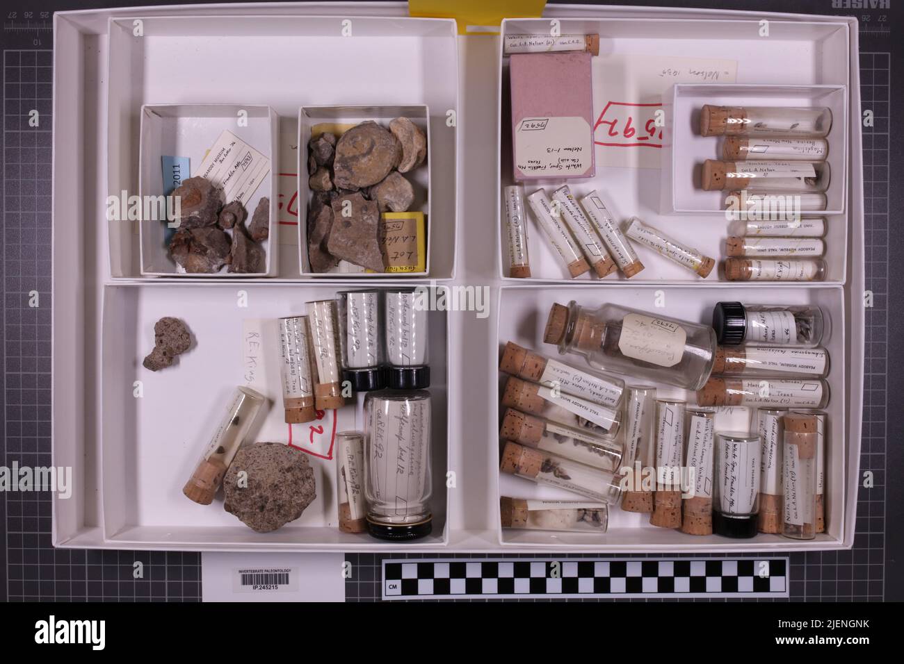 mixed taxa, stratigraphic collection. accn: 3892; 7576; 7592; 7593 ...