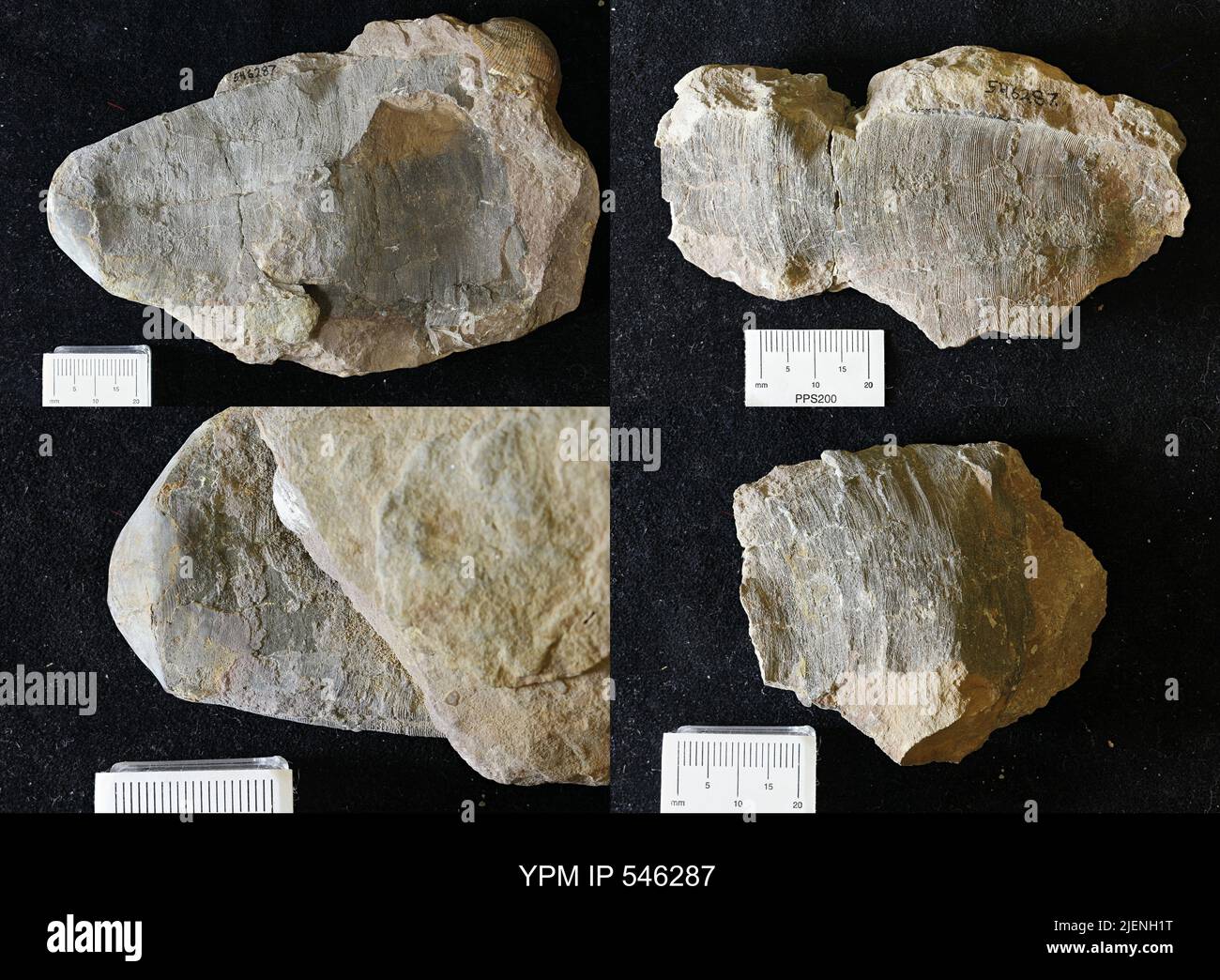 Conularia micronema Meek, 1871 Stock Photo - Alamy